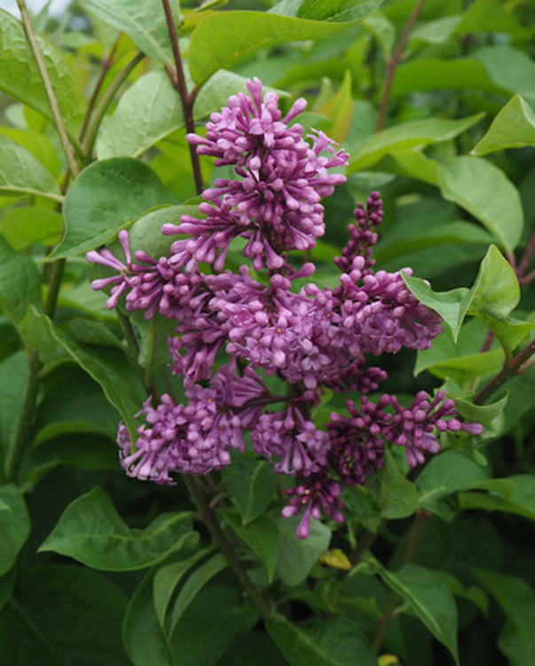 Puistosyreeni - Syringa x henryi ’Ainola’ - Muhevainen