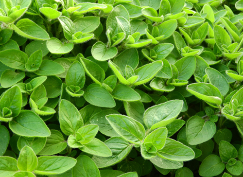 Meirami - Muhevainen