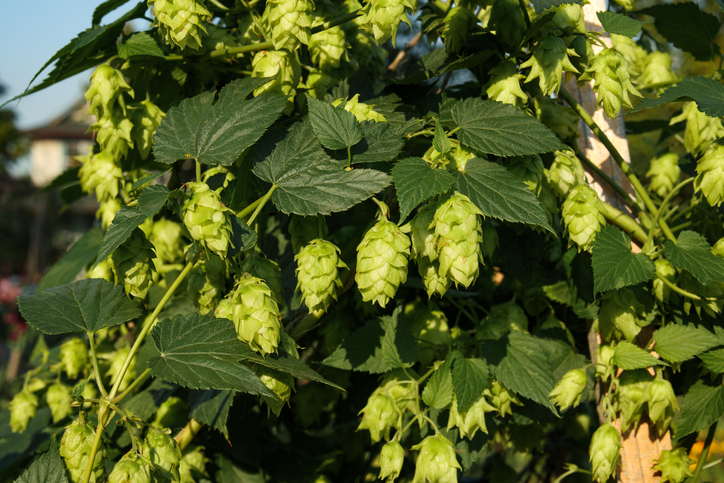 Humala - Humulus lupulus 'Magnum' - Muhevainen