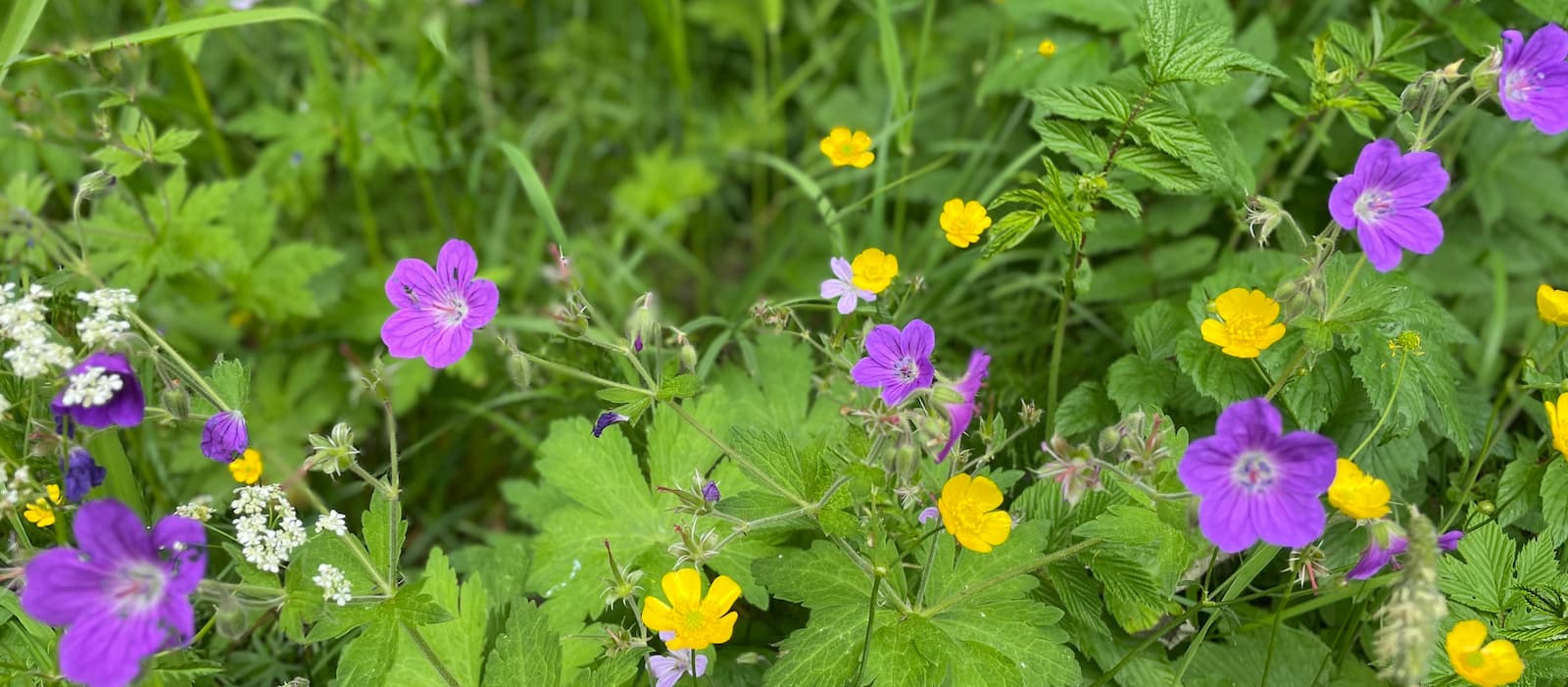 Nurmikosta niityksi - Muhevainen