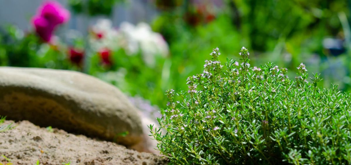 Paahteinen perennapenkki - Muhevainen