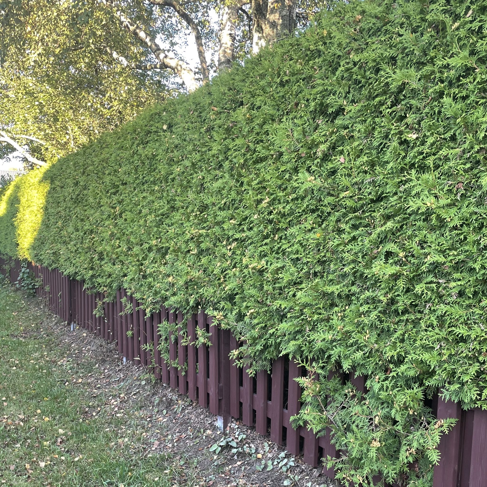 Tuija-aidan istutus ja hoito - Muhevainen