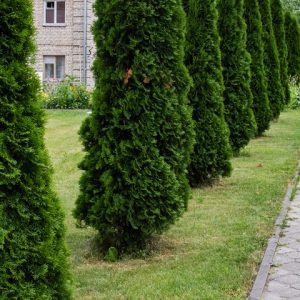 Tuija-aidan istutus ja hoito - Muhevainen